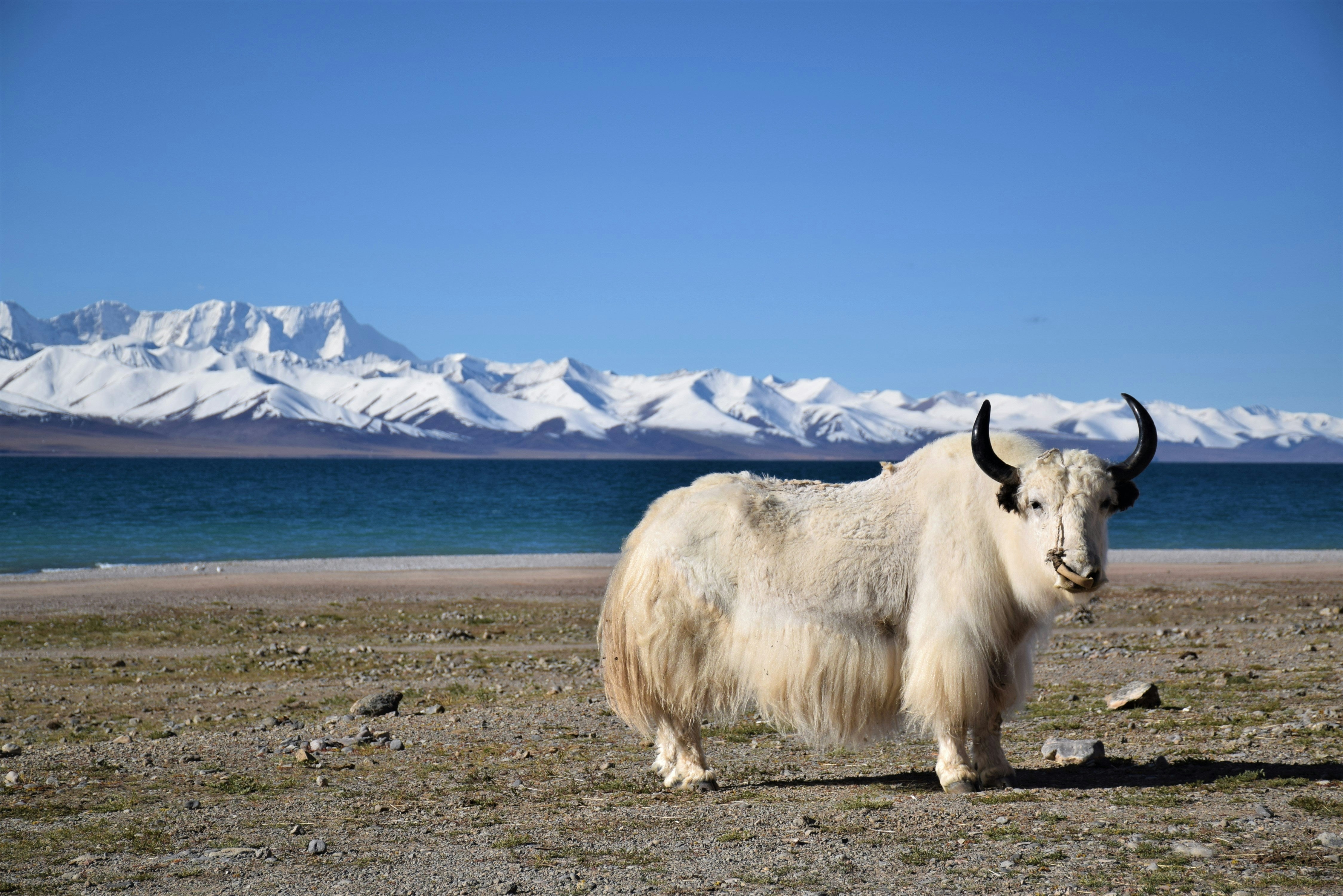 Yak Leather: SUPERLEATHER! The Buttery Soft Upgrade Your Shoes Need ...
